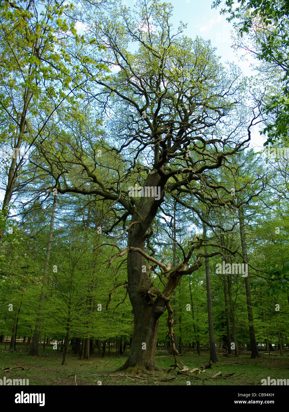 Big old oak tree in a forest in spring Stock Photo - Alamy
