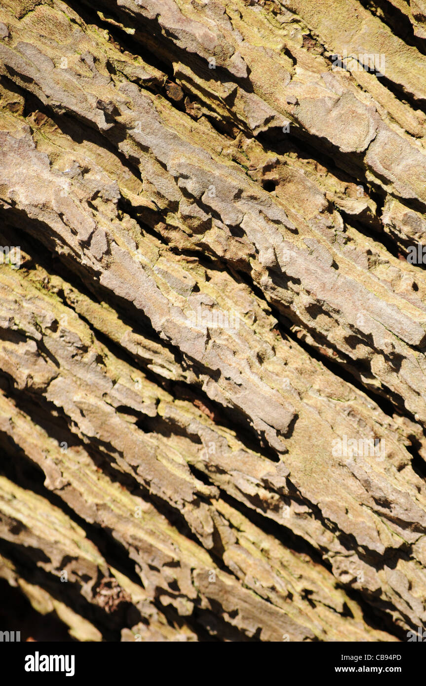 Tree crust texture Stock Photo - Alamy