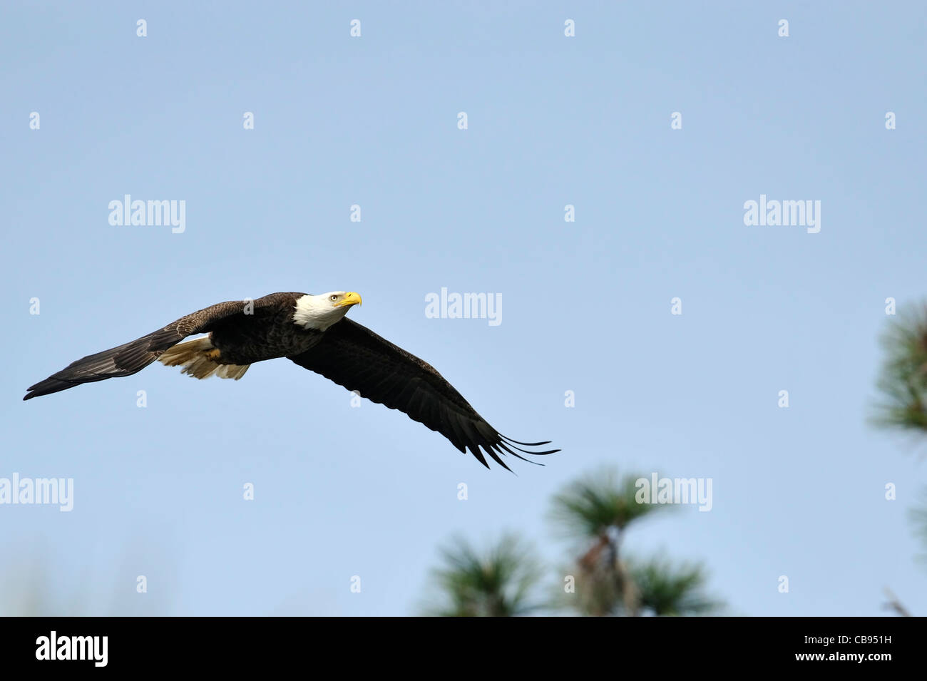 bald eagle in flight Stock Photo - Alamy