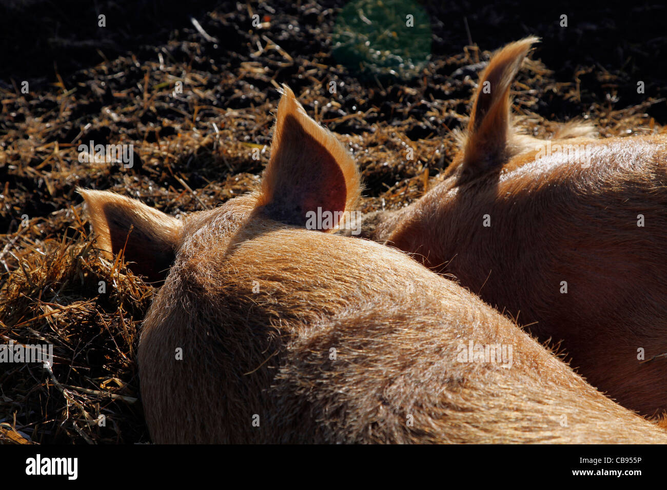 Pigs sleep at a farm in Wiltshire, England, UK Stock Photo - Alamy