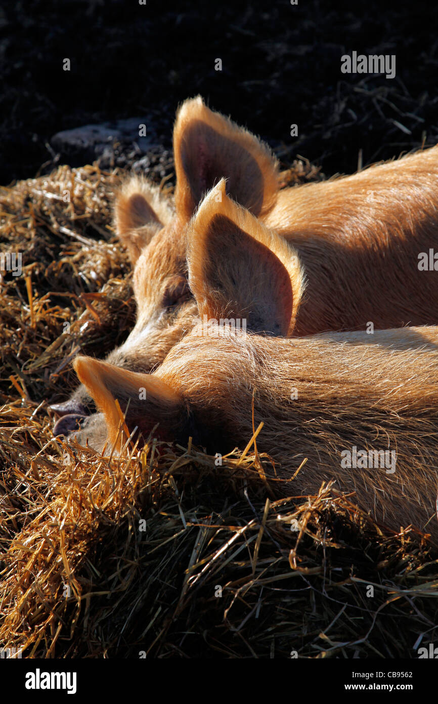 Pigs sleep hi-res stock photography and images - Alamy