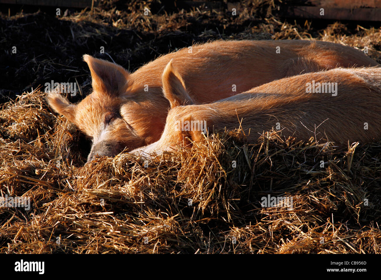 Pigs sleep hi-res stock photography and images - Alamy