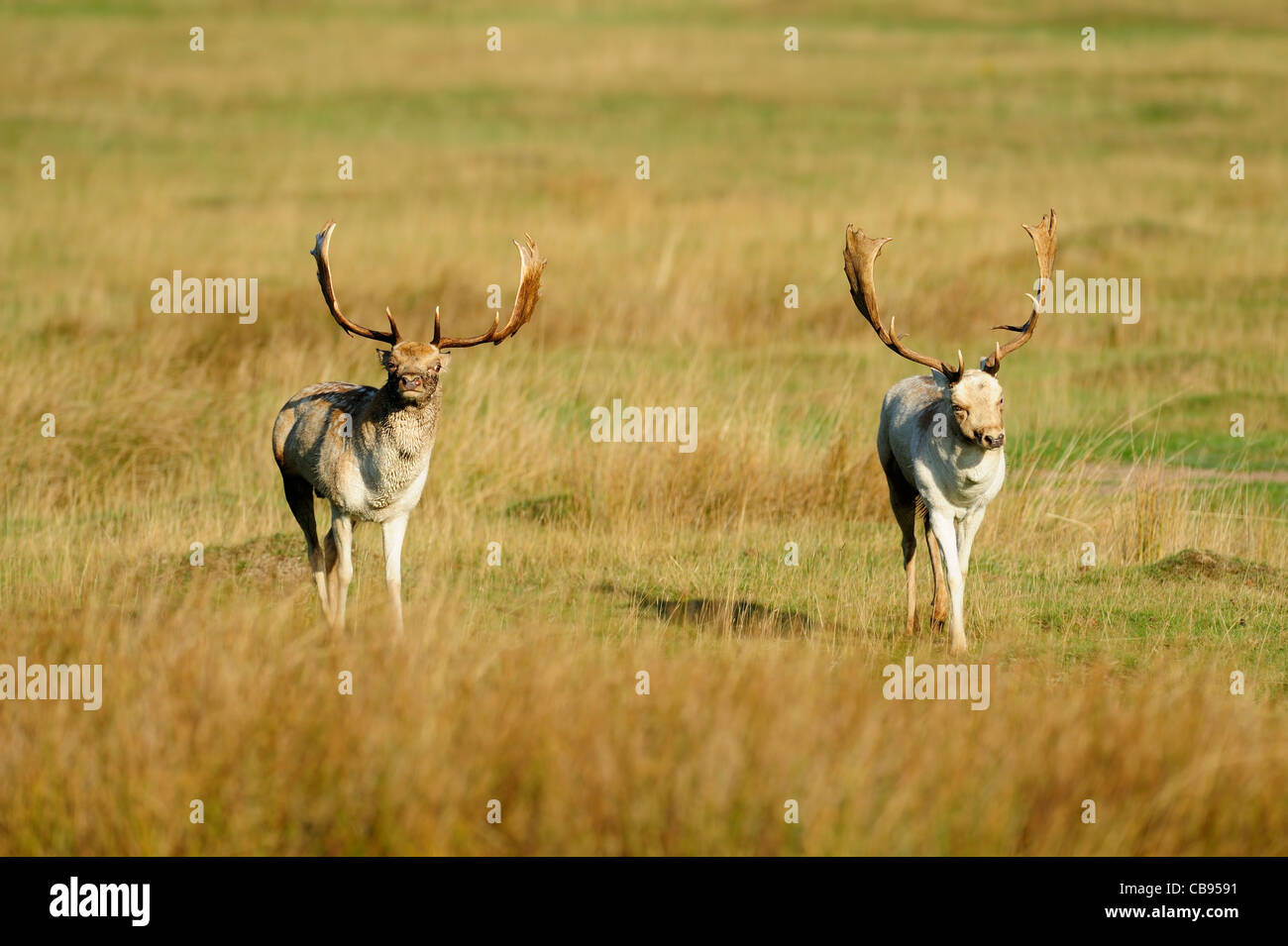 two fallow deer during the rut Stock Photo - Alamy