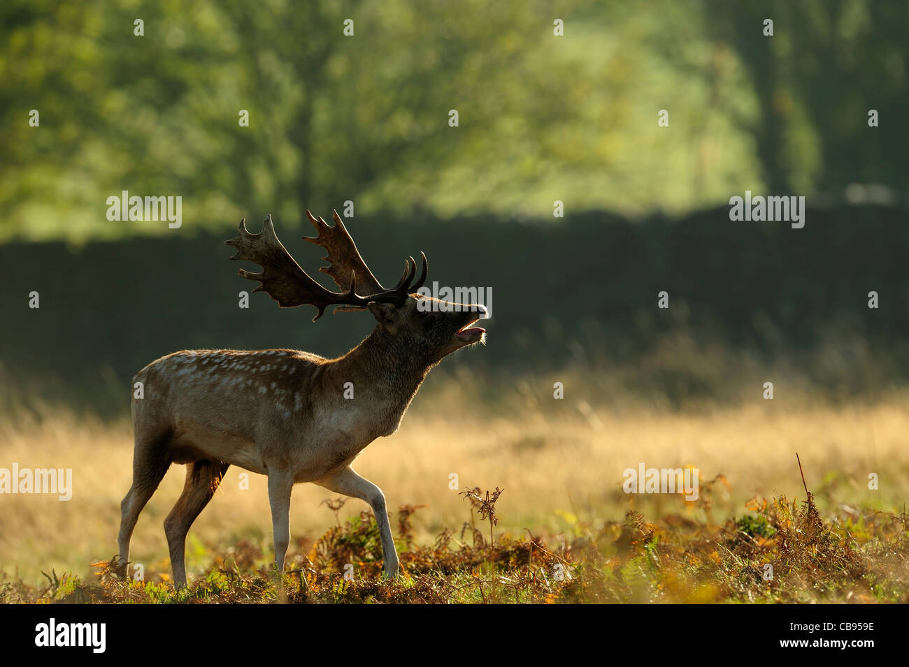 fallow deer roaring at dawn Stock Photo - Alamy