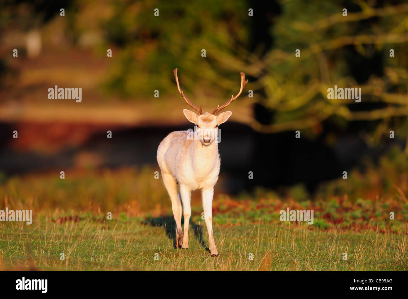 Male fallow deer hi-res stock photography and images - Alamy