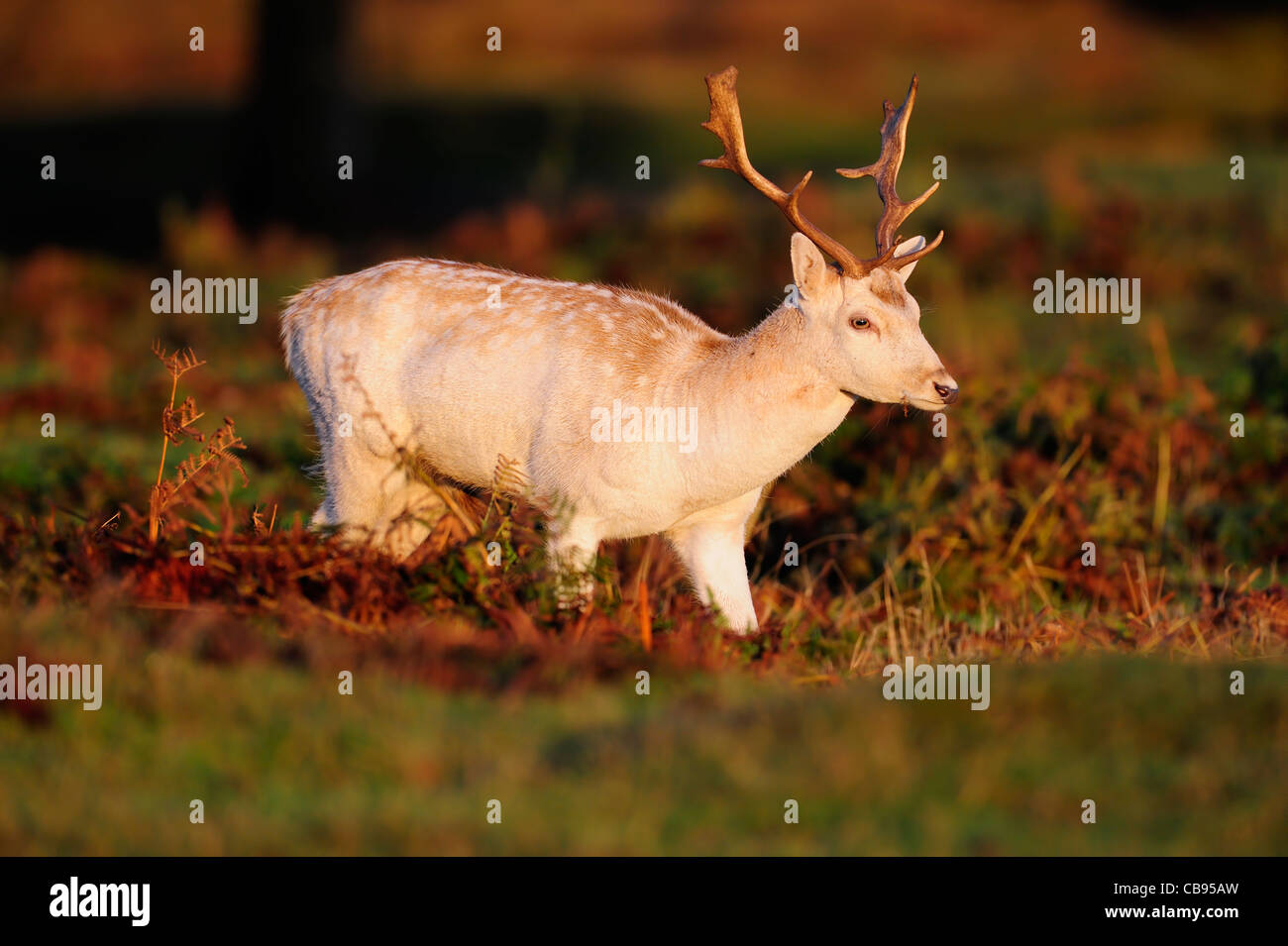 young male fallow deer Stock Photo - Alamy