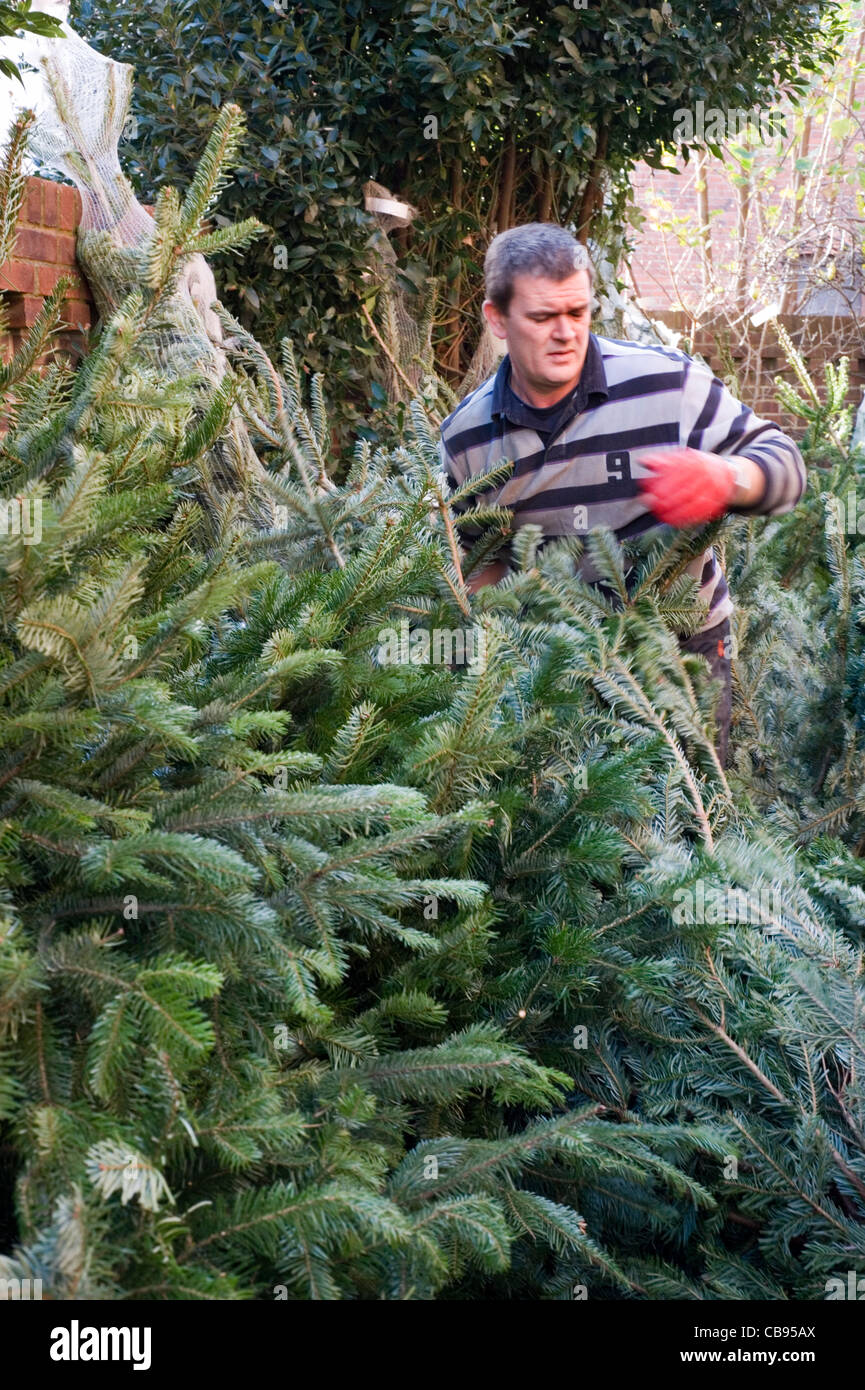 Real christmas trees selling hi-res stock photography and images - Alamy