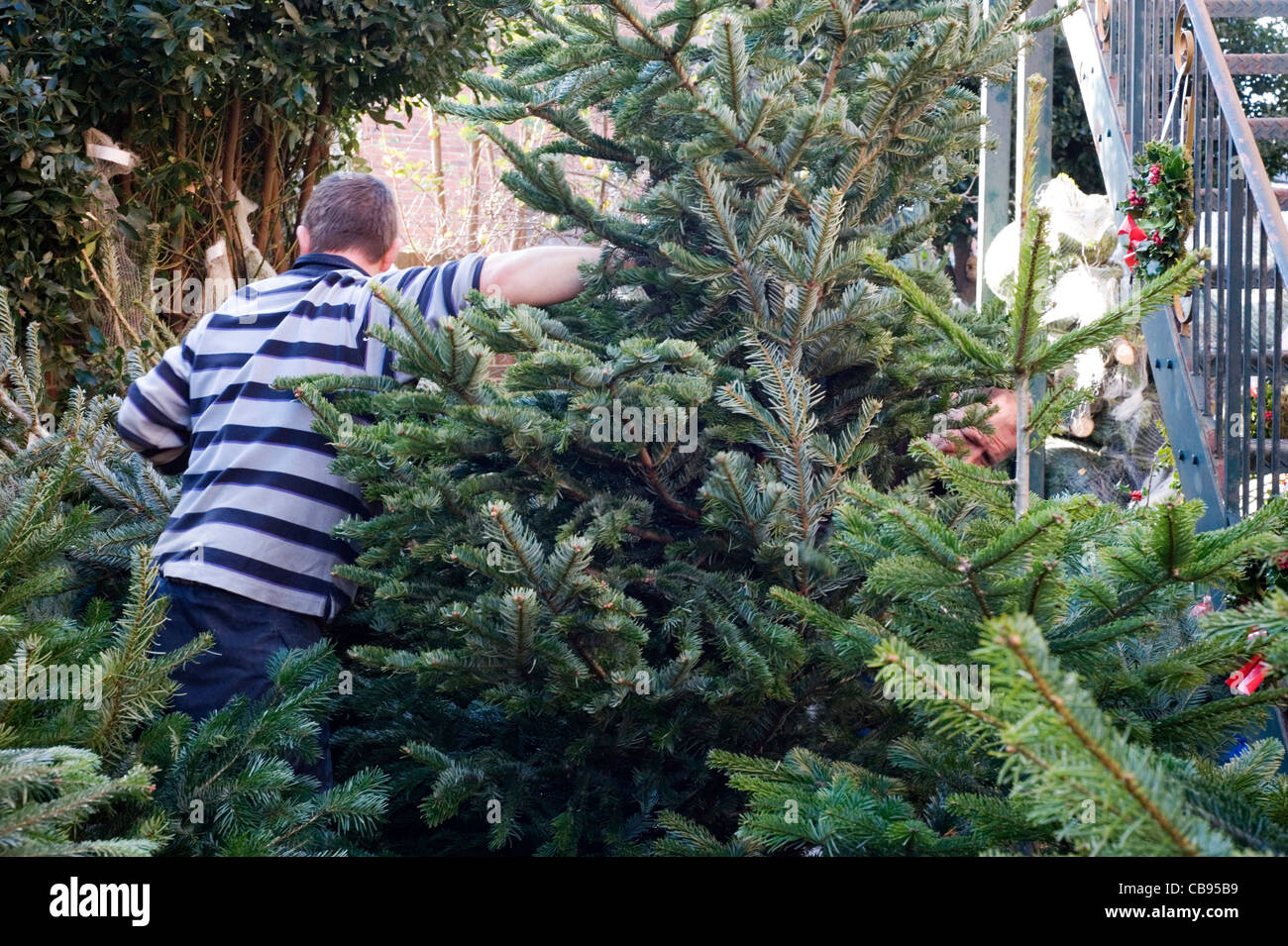 Real christmas trees selling hi-res stock photography and images - Alamy