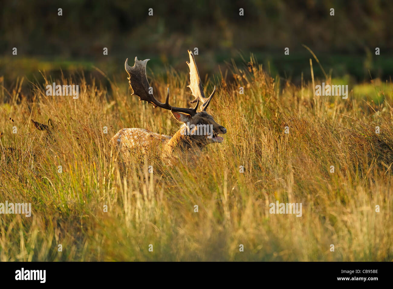 fallow deer roaring at dawn Stock Photo - Alamy