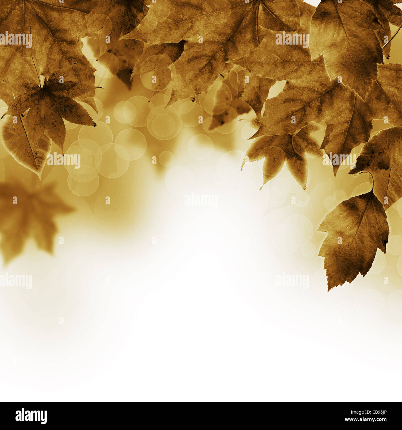 Collage of oak and maple leaves hi-res stock photography and images - Alamy