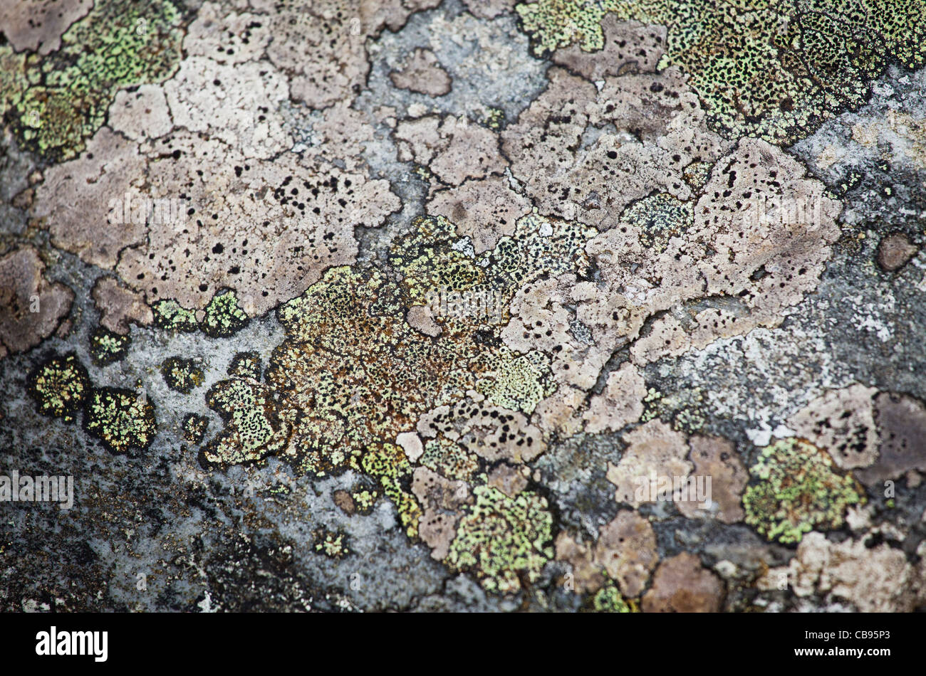 Multiple Colours of Lichen and abstract patterns Stock Photo - Alamy