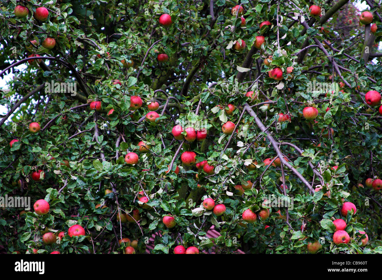 Apple Tree With Loads Of Apples On Stock Photo - Alamy