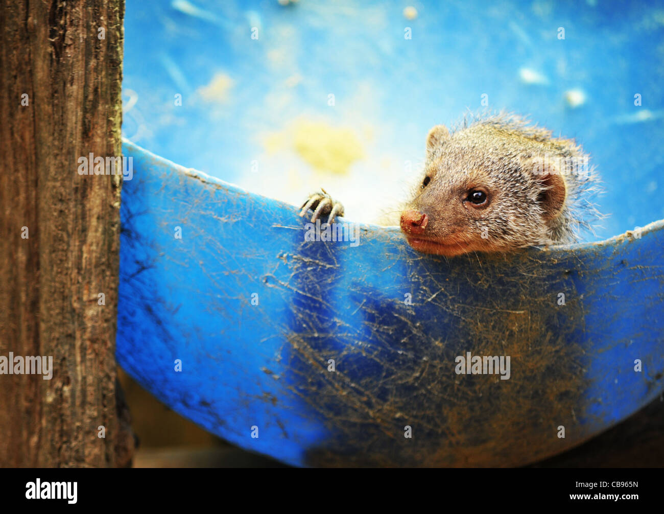 Sick zoo animals hi-res stock photography and images - Alamy