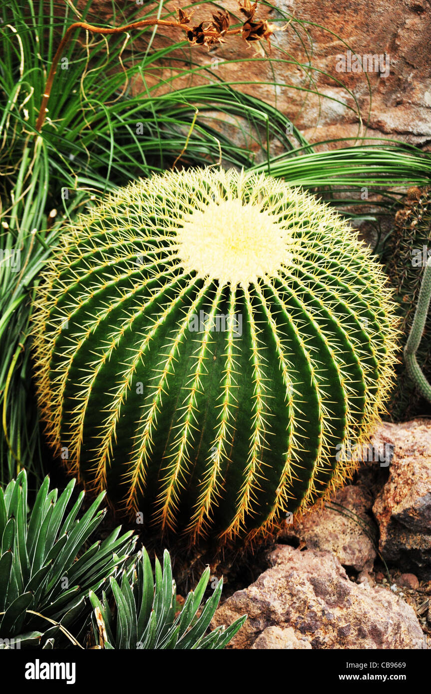 Green cactus thorn sphere hi-res stock photography and images - Alamy