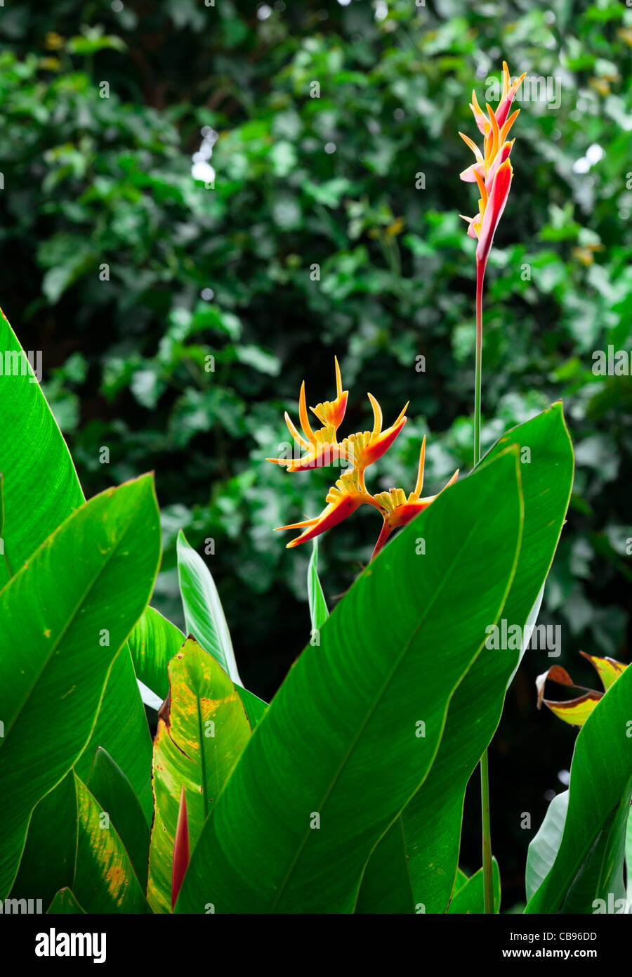 Phuket flower tropical thailand hi-res stock photography and images - Alamy