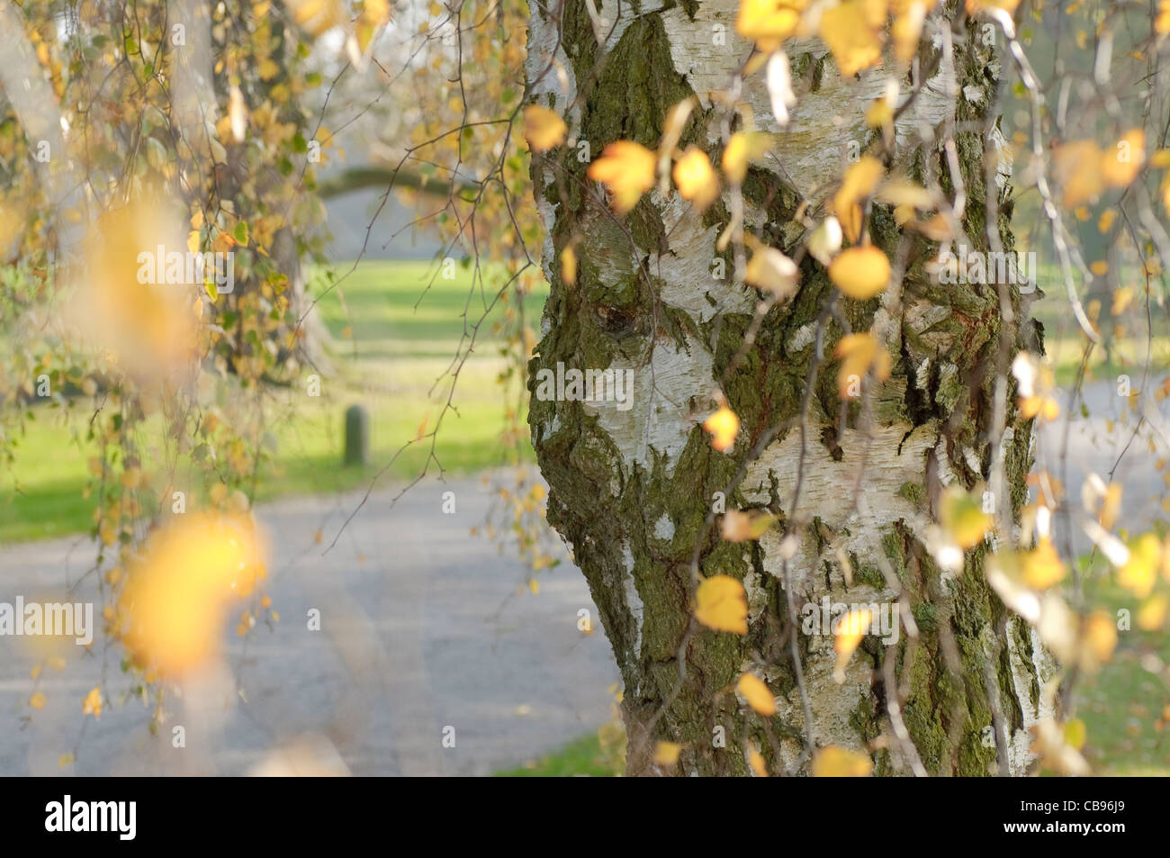 Autumn birch hi-res stock photography and images - Alamy