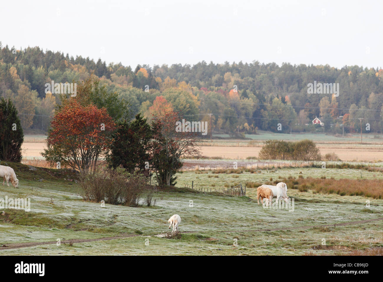 cows grazing in nature reserve Stock Photo - Alamy