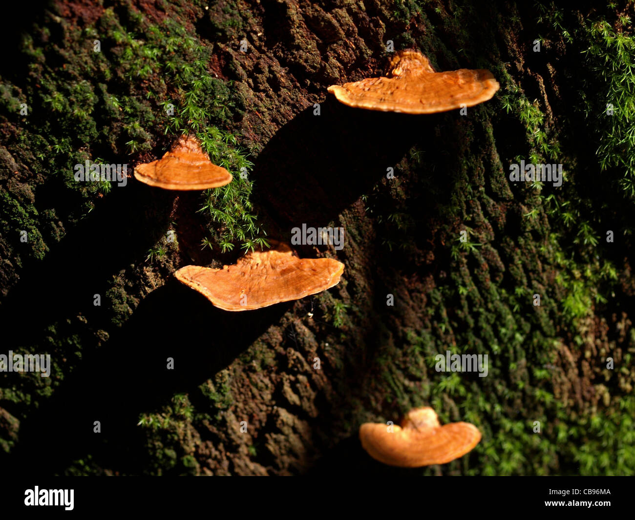 Light brown Polypore mushrooms growing on a tree in the rainforest of ...