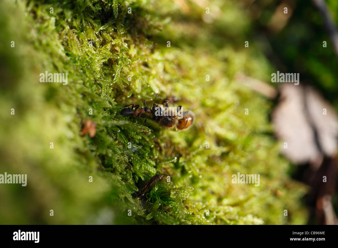 ant carries bee Stock Photo - Alamy
