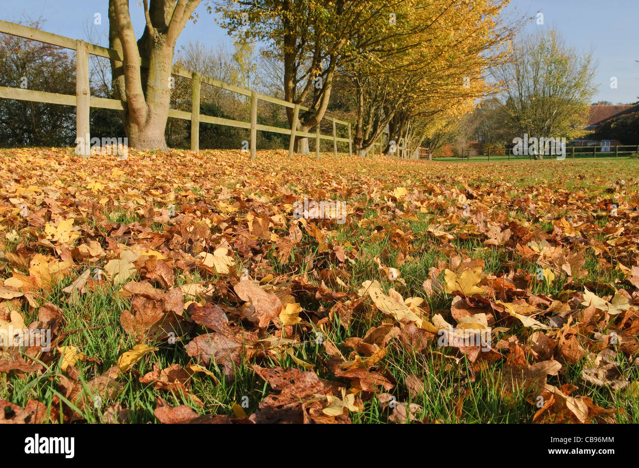 English trees hi-res stock photography and images - Alamy