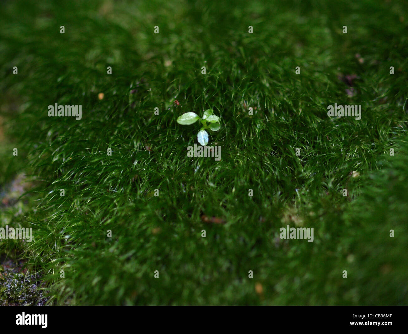 A sprout growing on moss on a log in the rainforest of the Commonwealth ...