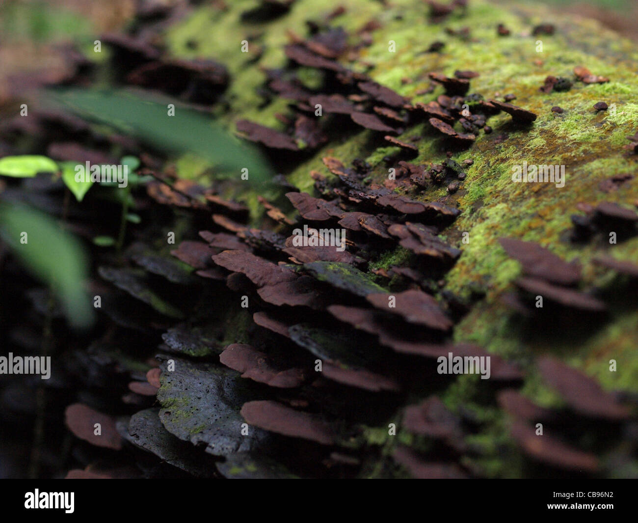 Black Polypore mushrooms and moss growing wild on a log in the ...