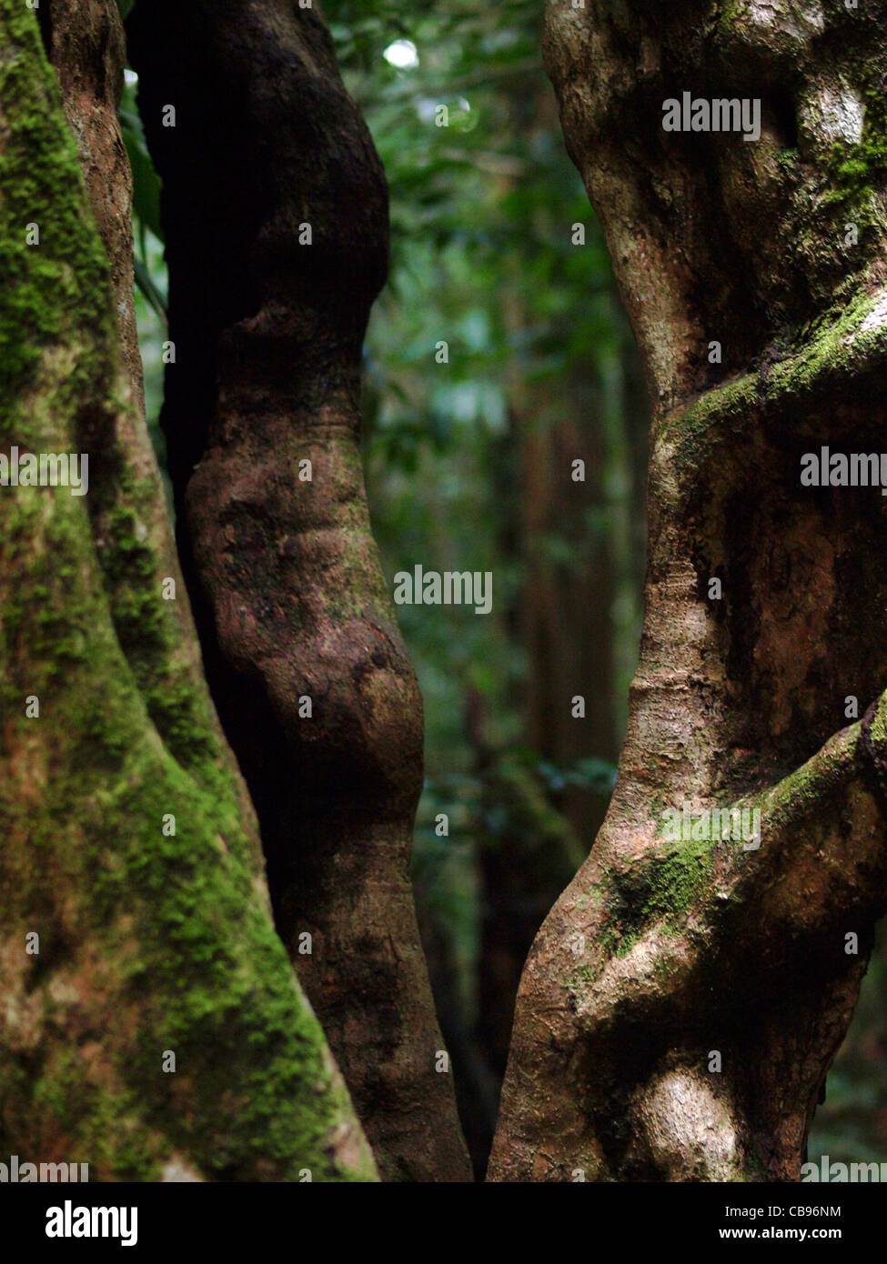 A close-up of a curvy tree trunk covered by moss in the rainforest of ...