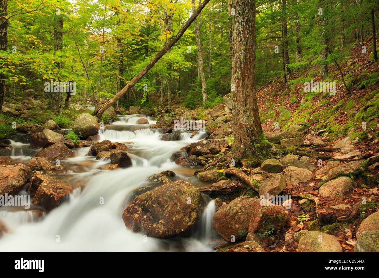 Hiking Trail Beside Jordan Stream, Acadia National Park, Maine, USA ...
