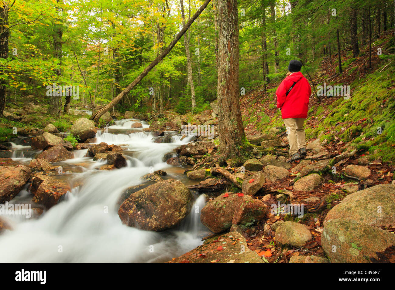 Hiking Trail Beside Jordan Stream, Acadia National Park, Maine, USA ...