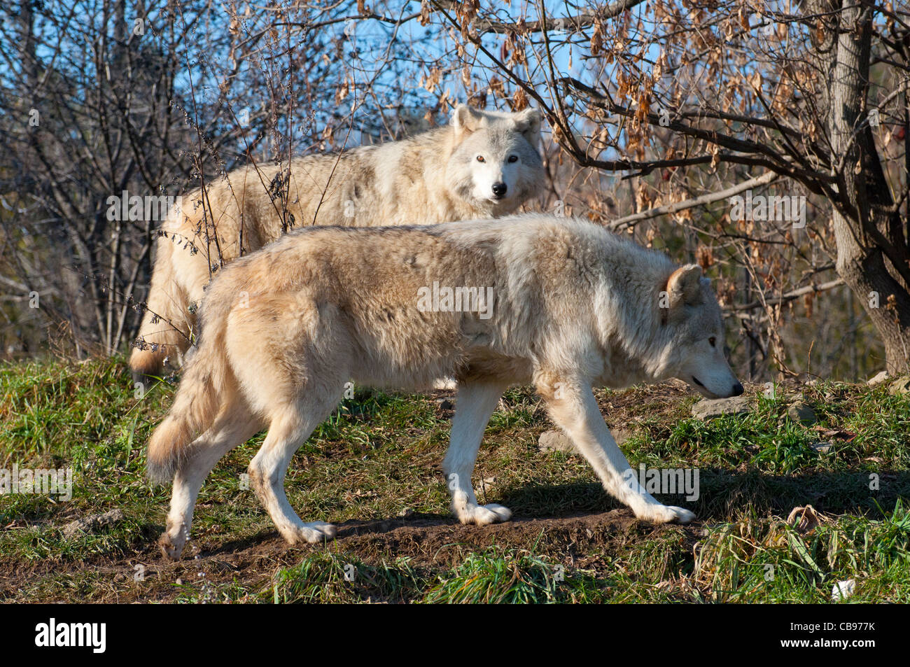 A pair of Timber Wolves Stock Photo - Alamy
