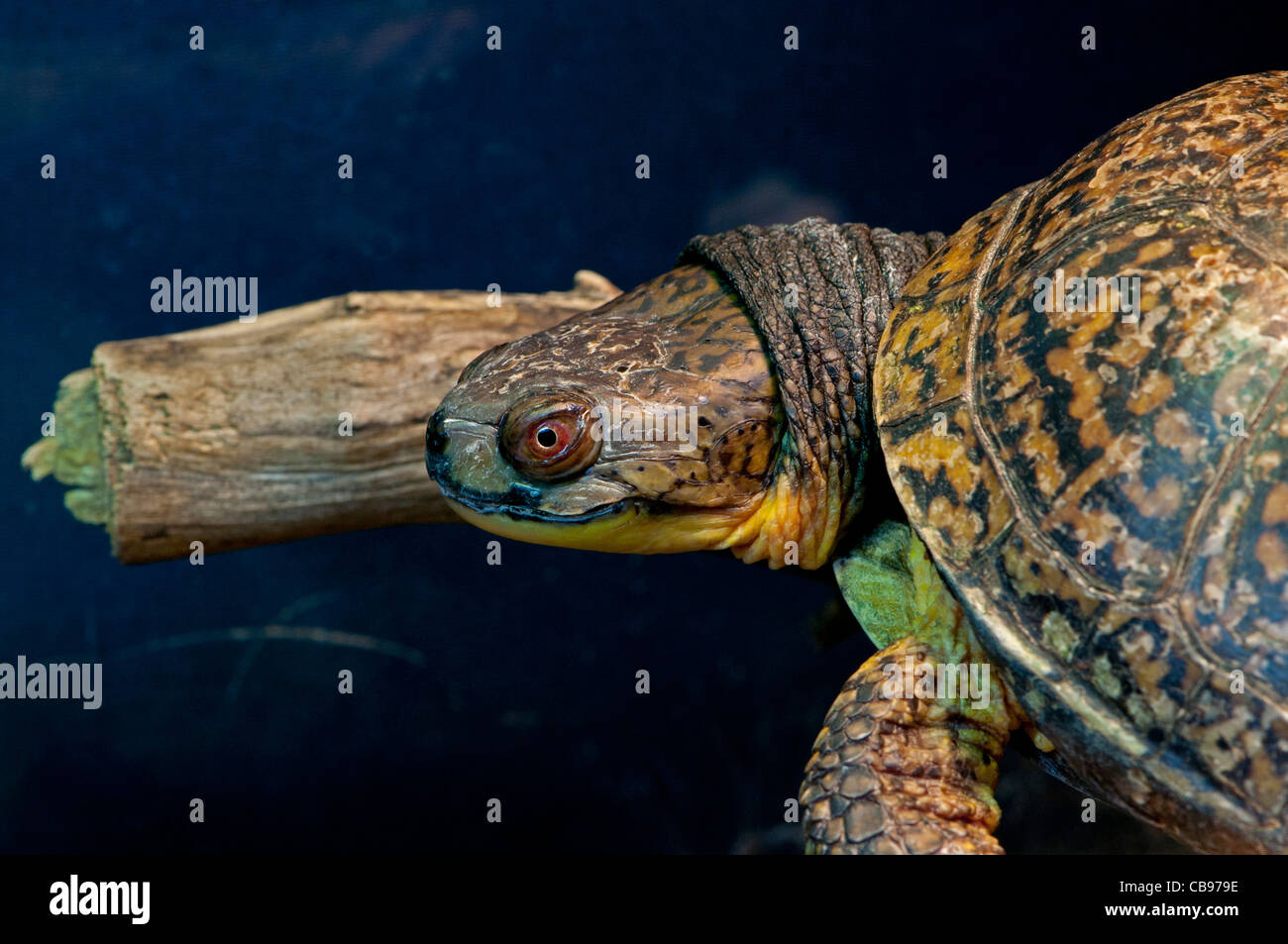 A basking Wood Turtle Stock Photo - Alamy