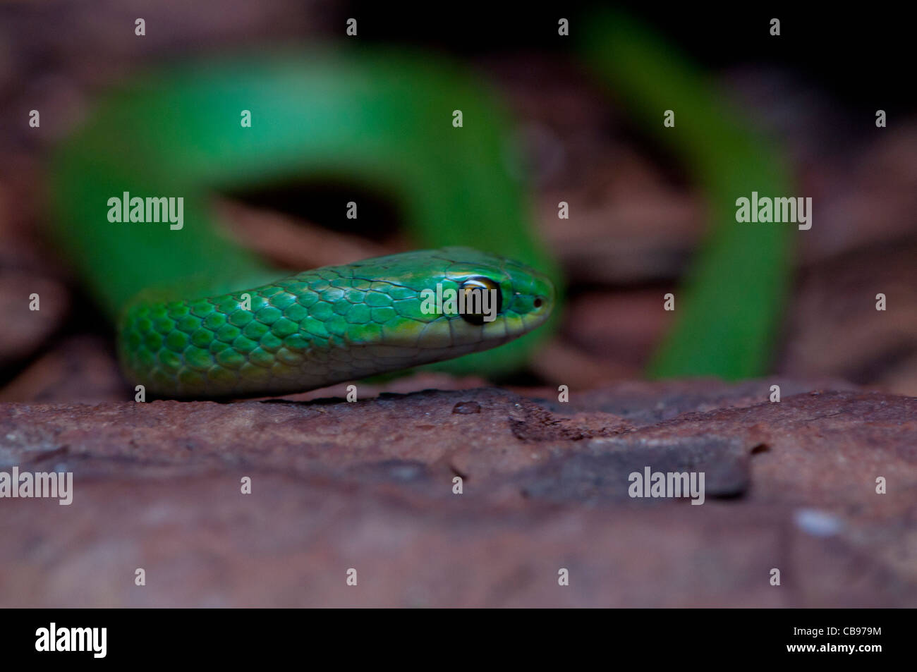 Smooth green snake hi-res stock photography and images - Alamy