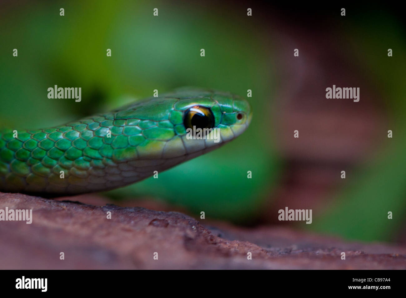 Green snake hi-res stock photography and images - Alamy
