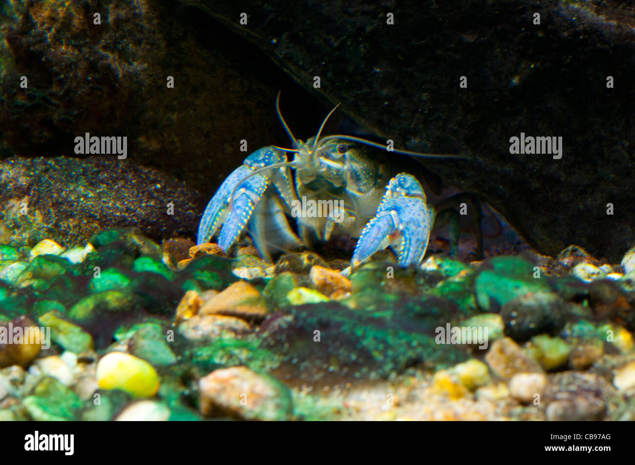 A Northern Clearwater Crayfish Stock Photo - Alamy