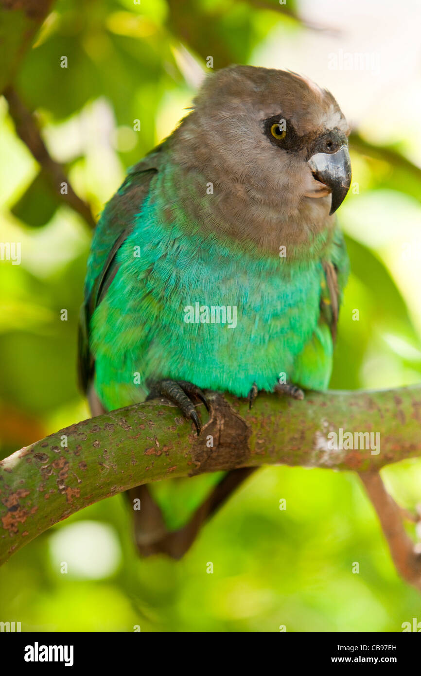 Brown-headed Parrot ( Poicephalus cryptoxanthus Stock Photo - Alamy