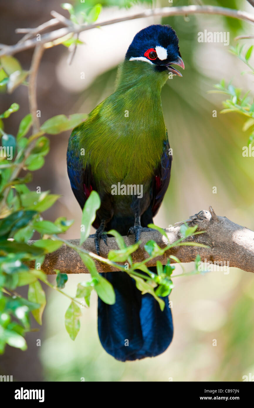 Hartlaub turaco hi-res stock photography and images - Alamy