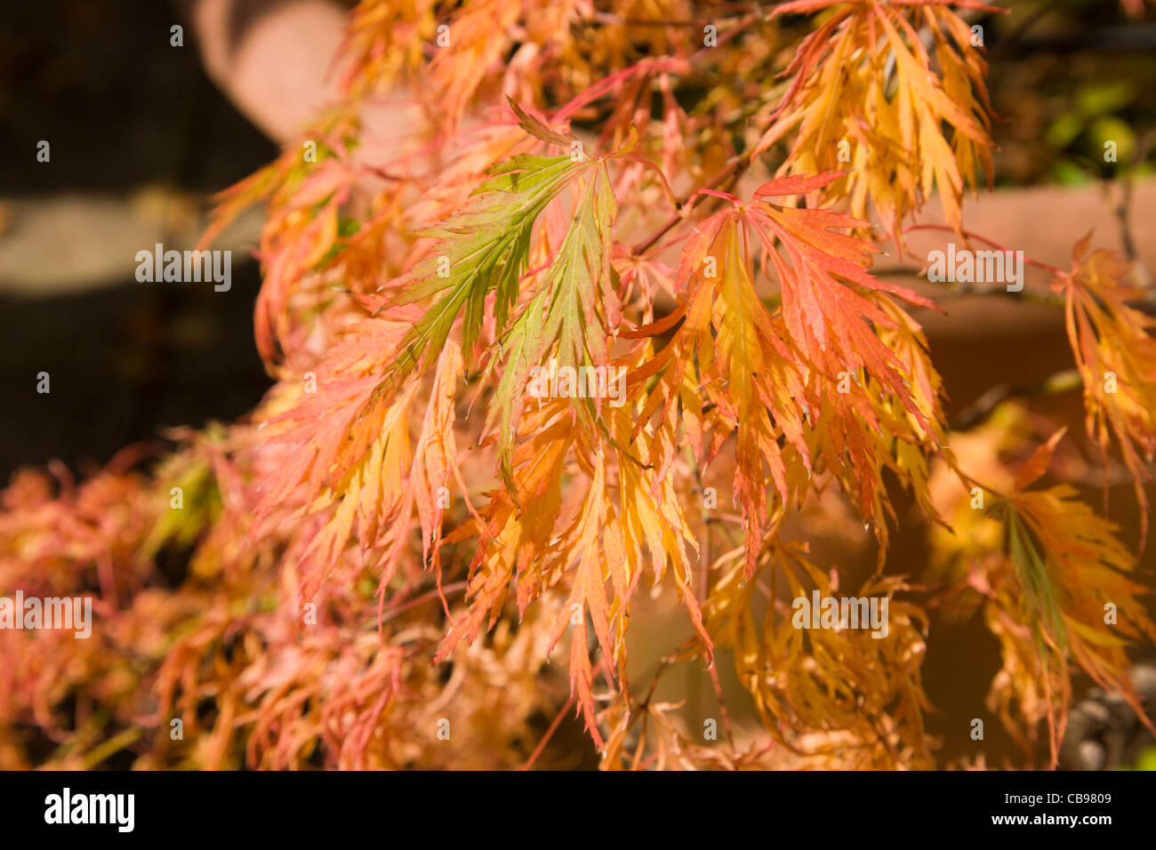 Acer in pot showing autumn fall red colour color Stock Photo - Alamy