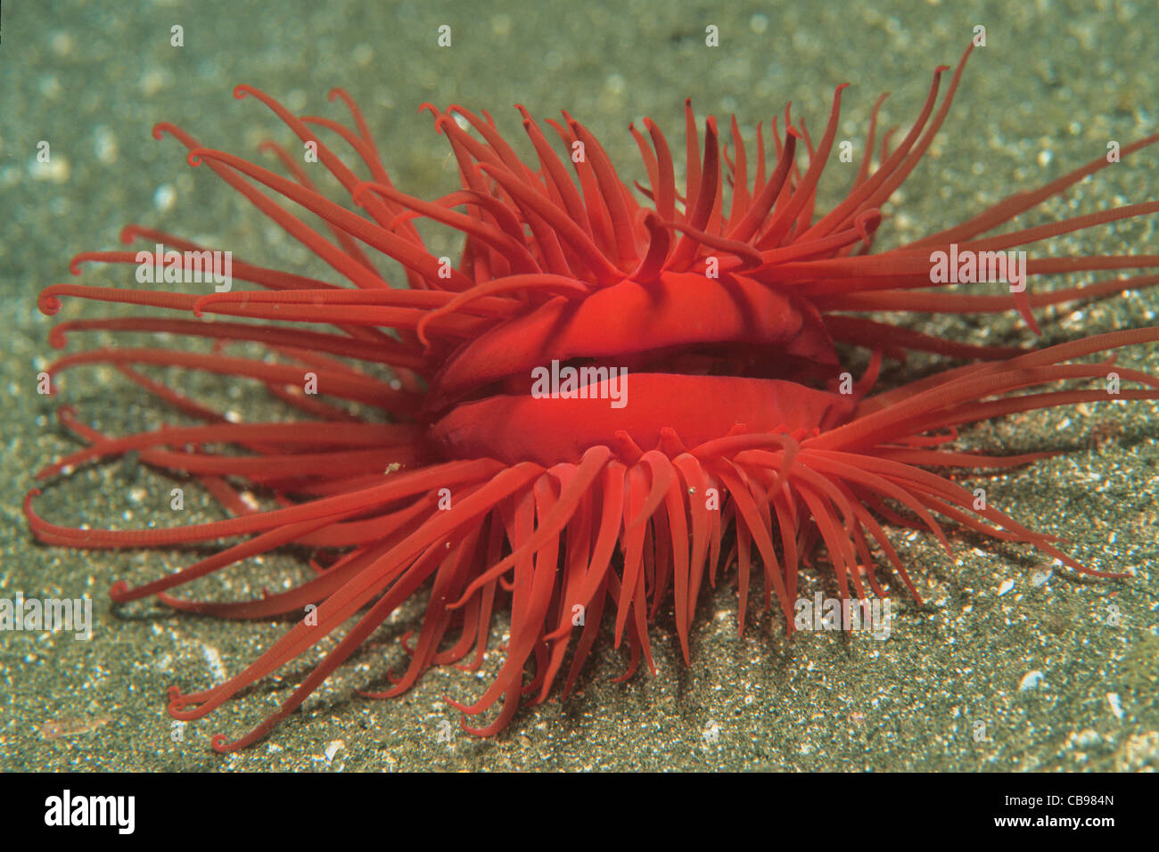 Limidae hi-res stock photography and images - Alamy