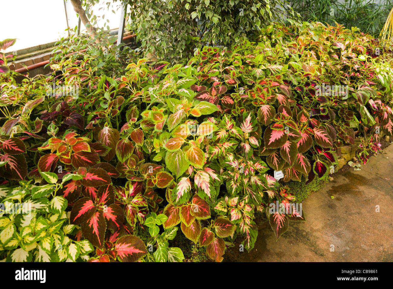 Coleus High Resolution Stock Photography and Images - Alamy