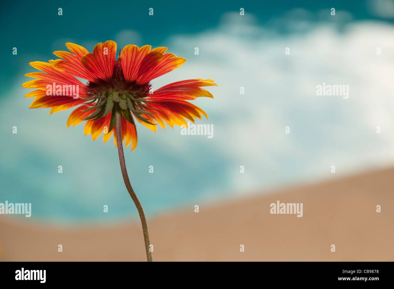 Composite flower besides a swimming pool as a blue background, France ...