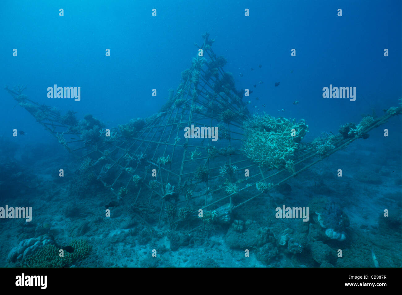 Coral biorock bali indonesia hi-res stock photography and images - Alamy