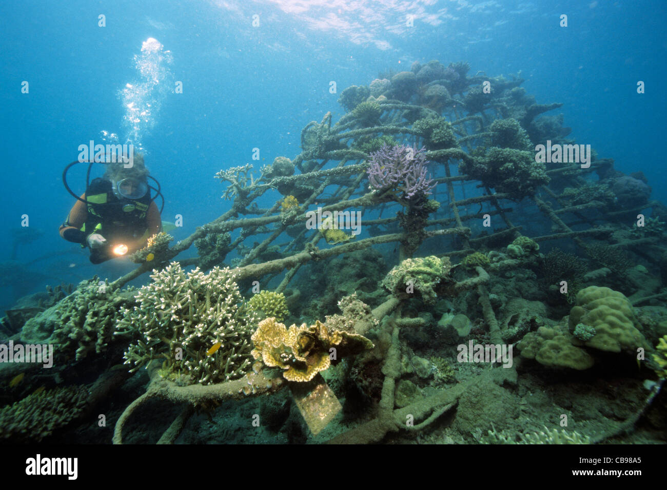 Biorock hi-res stock photography and images - Alamy