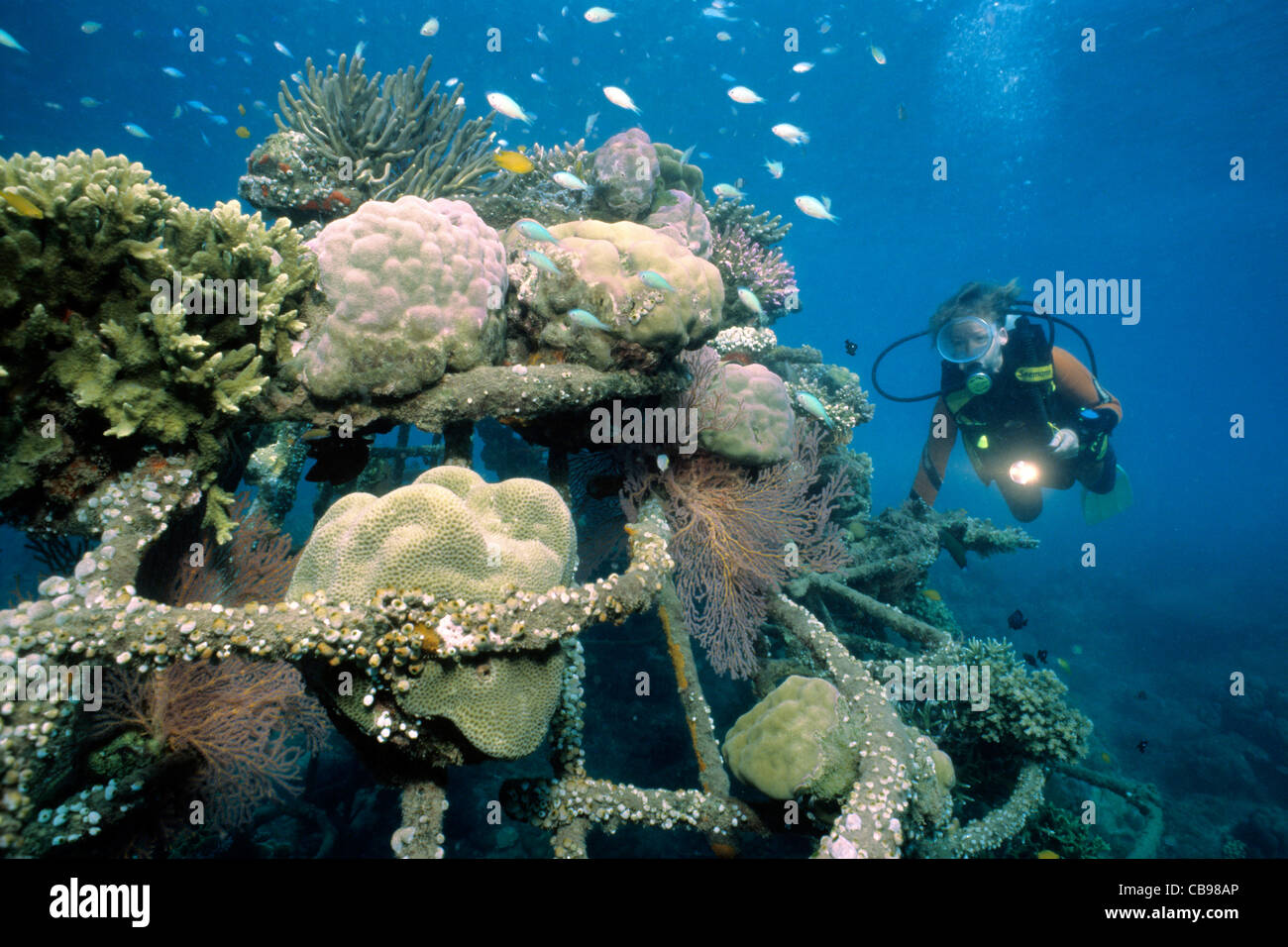 Biorock hi-res stock photography and images - Alamy