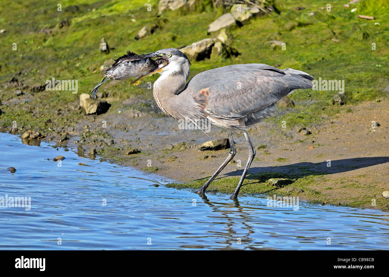 Great Blue Heron feeding on a Grebe at the Bolsa Chica Reserve in ...