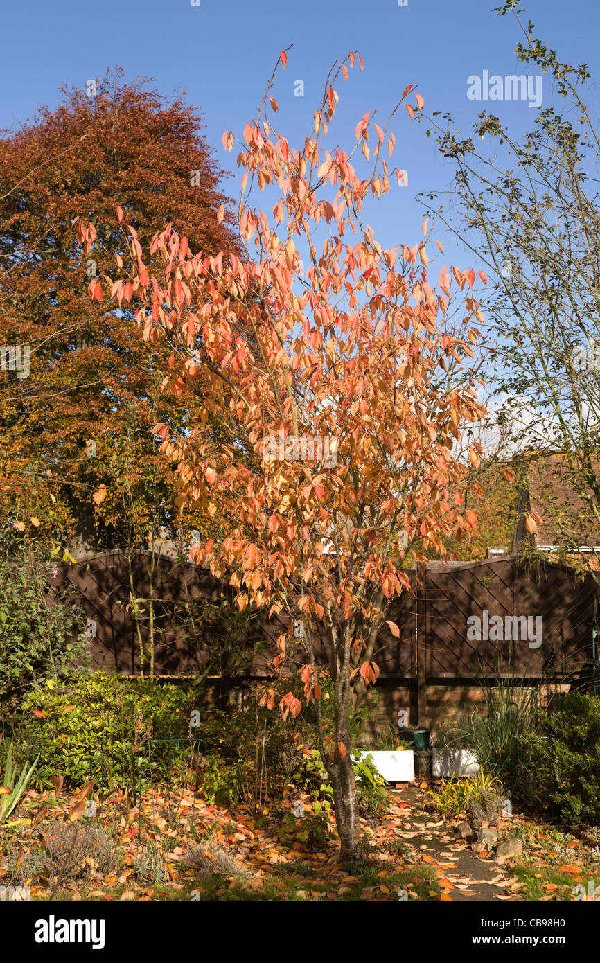 Cherry Tree showing autumn fall colour color Stock Photo - Alamy
