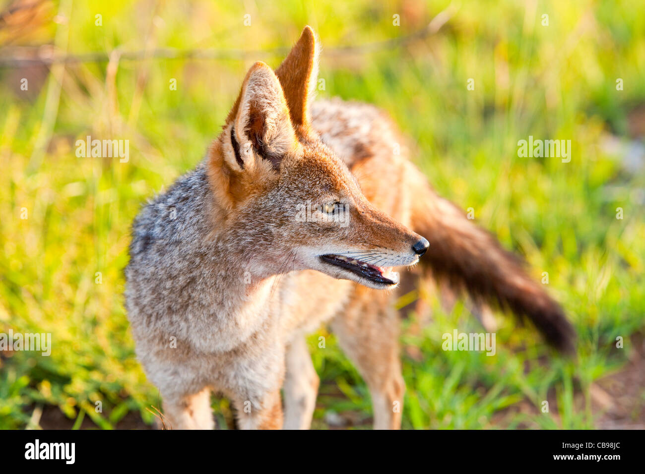 Red jackal hi-res stock photography and images - Alamy