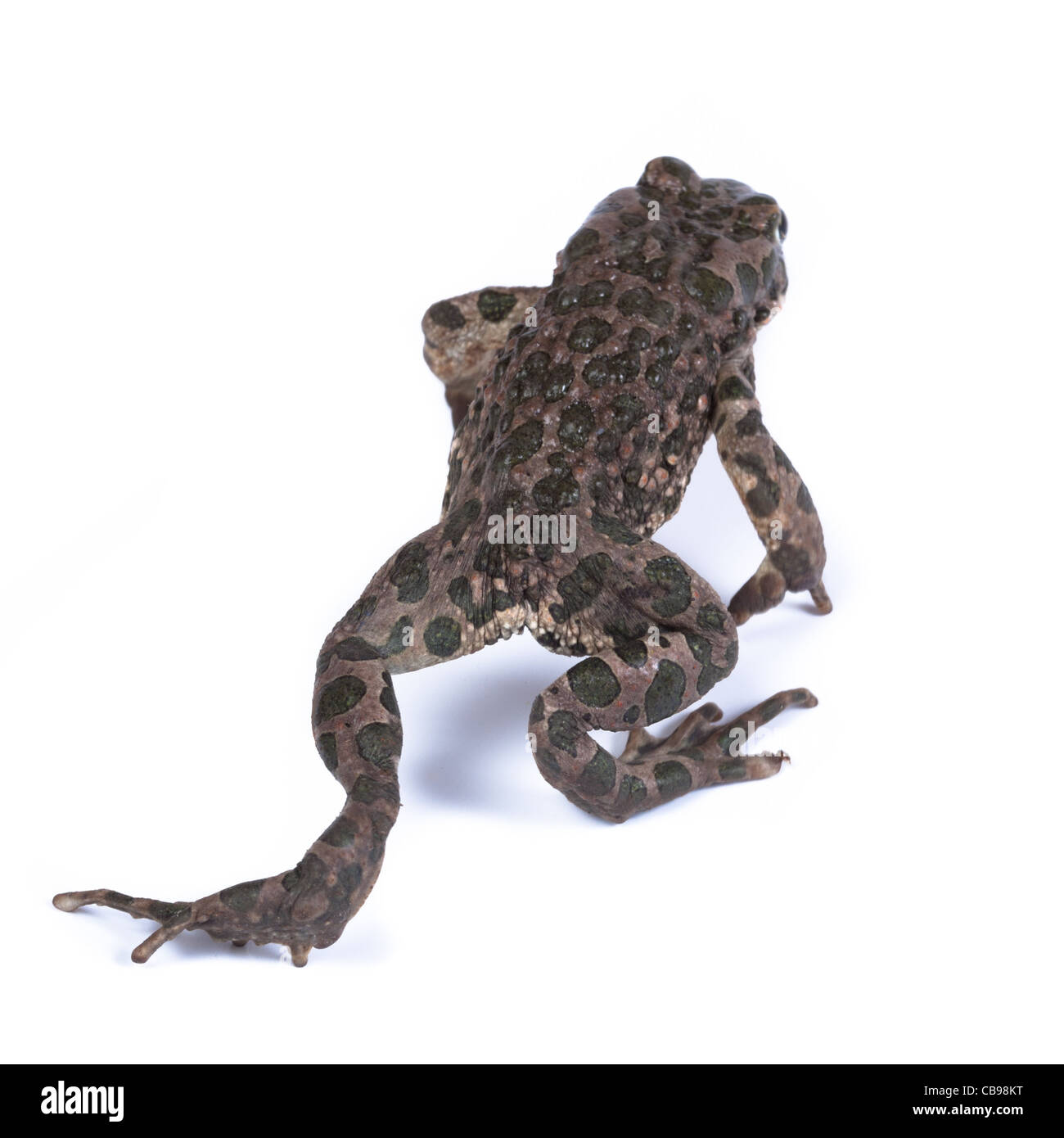Bufo viridis, European green toad. Toad in studio against a white ...