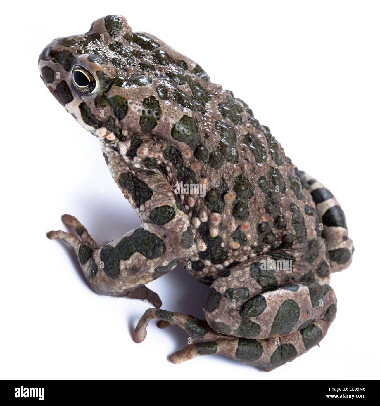 Bufo viridis, European green toad. Toad in studio against a white ...