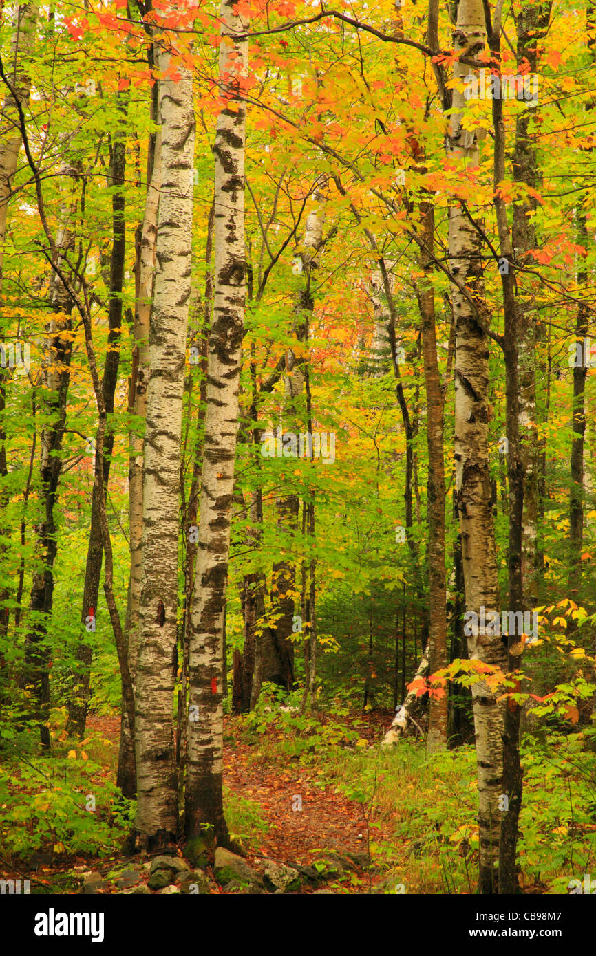 Eyebrow notch hi-res stock photography and images - Alamy