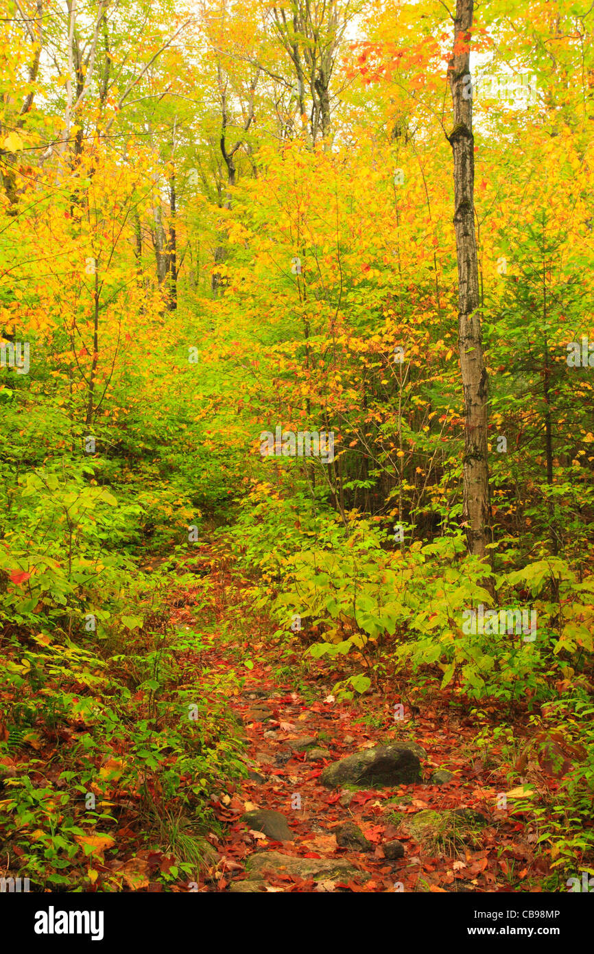 Eyebrow notch hi-res stock photography and images - Alamy